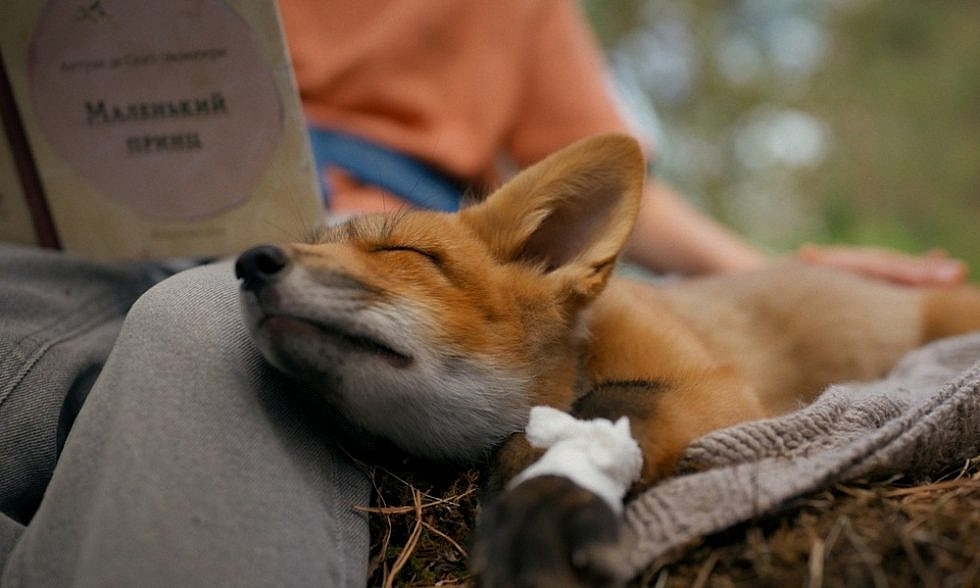 Фильм «Мой дикий друг» получил два приза на кинофестивале для детей и ...